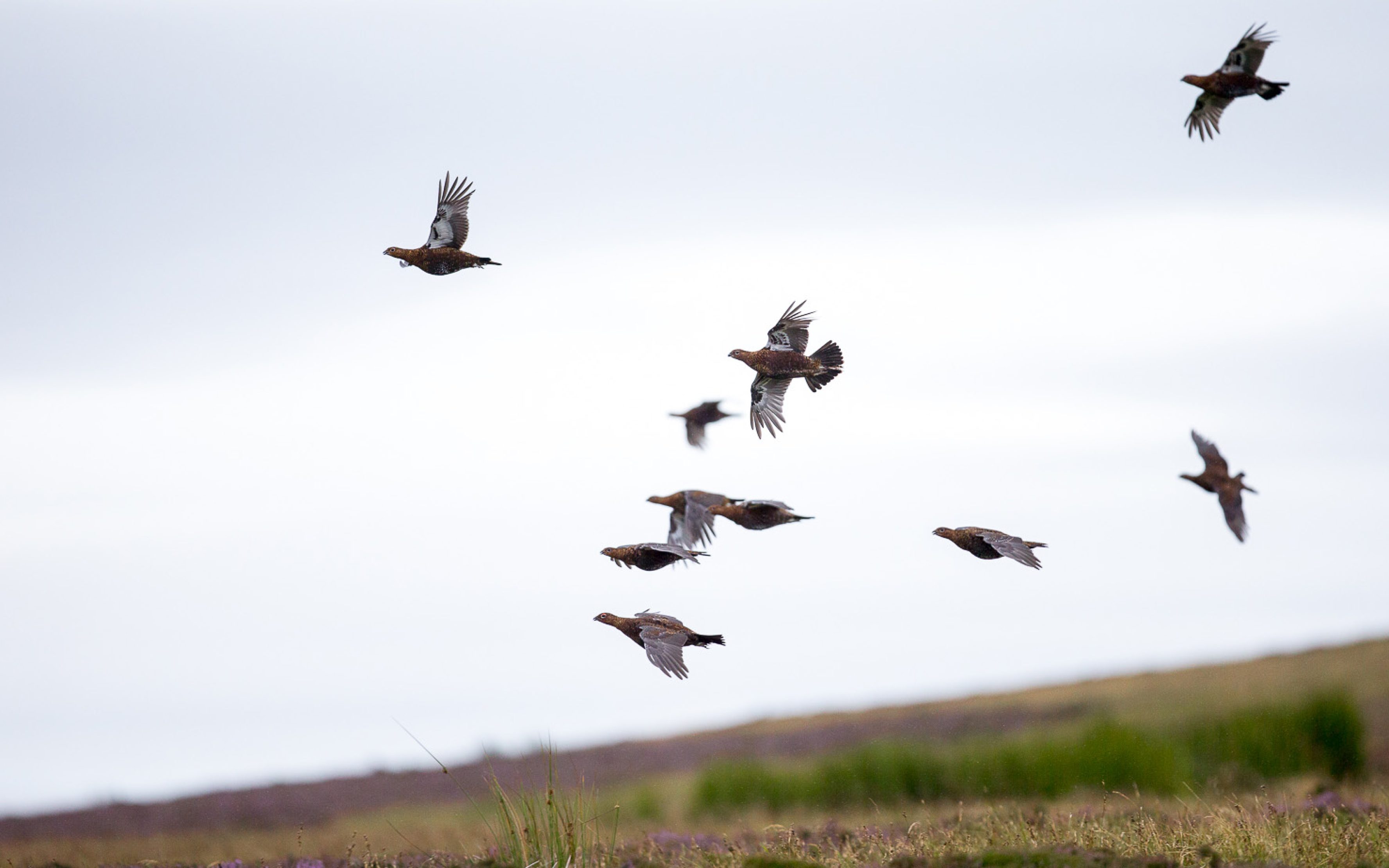 Sporting - Calvert Sporting